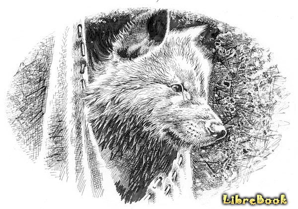 Читать бесплатно электронную книгу Брат Волк (Wolf Brother) Мишель ...